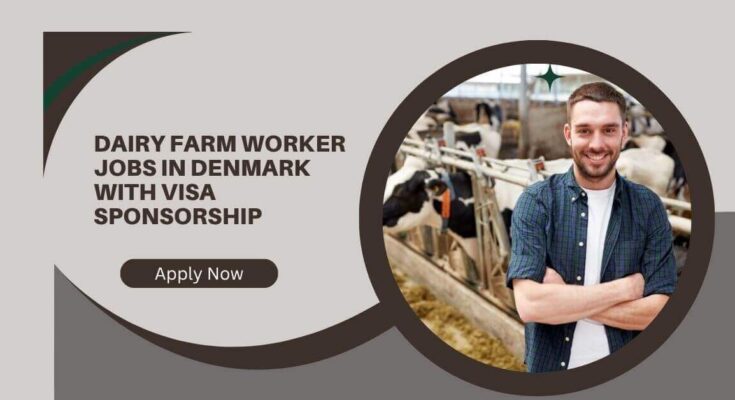 Dairy Farm Worker Jobs in Denmark with Visa Sponsorship